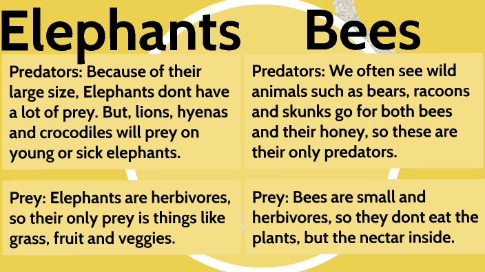 Keystone Species: Elephants and Bees by Gabriella Barreiro on Prezi