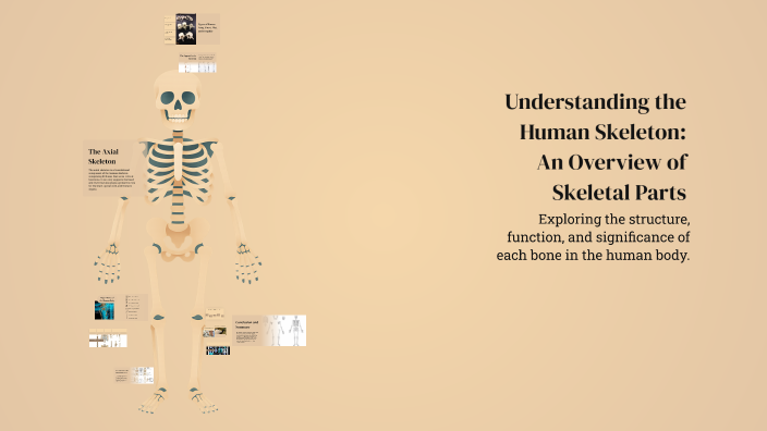 Understanding the Human Skeleton: An Overview of Skeletal Parts by Reem ...