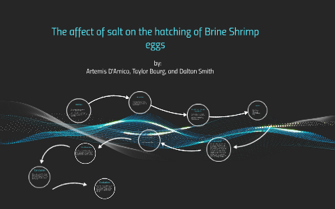 The affect of salt on the hatching of Brine Shrimp eggs by Artemis D ...