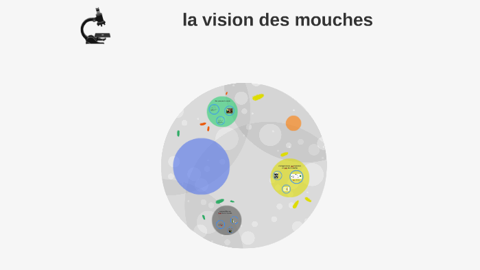 la vision des mouches by salomé amelaine on Prezi