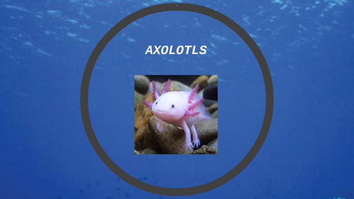 AXOLOTLS by Megan Quezada on Prezi