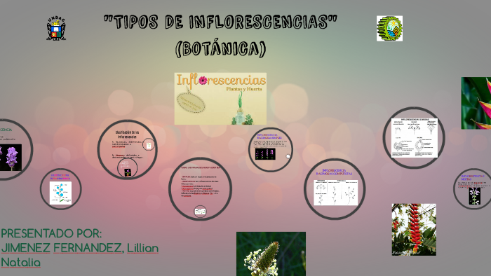 "TIPOS DE INFLORESCENCIAS" by Deivis Jimenez Fernandez on Prezi