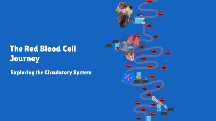 The Red Blood Cell Journey by Sienna Tesa on Prezi