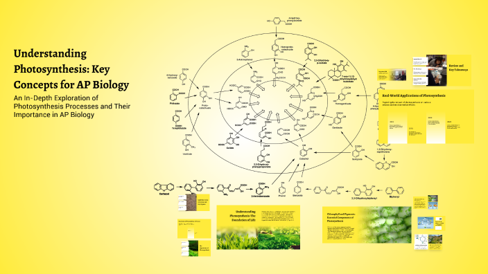 Understanding Photosynthesis: Key Concepts for AP Biology by Patricia ...