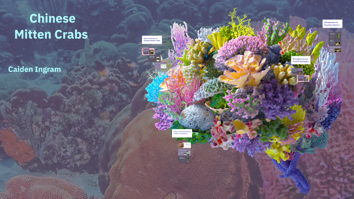 Invasive Species: Chinese Mitten Crabs by Caiden Ingram on Prezi