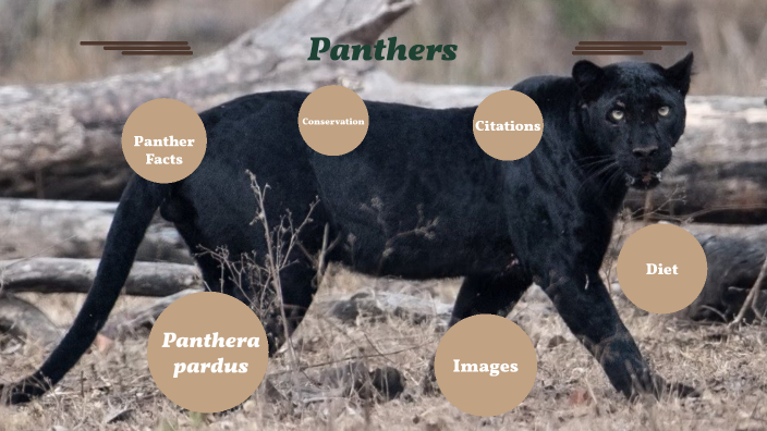 APES project: Black Panther by Mark Vorster on Prezi
