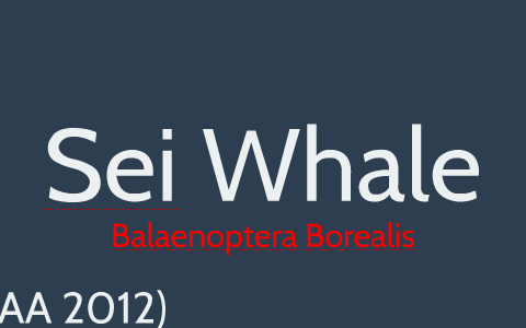 Sei Whale by Evan Mapes