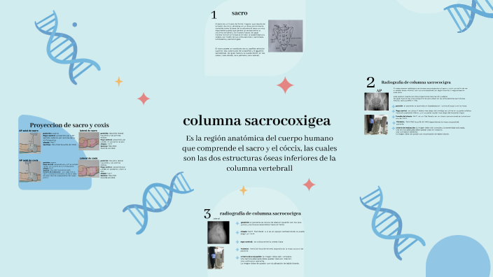 columna sacro coccigea by faver duarte on Prezi