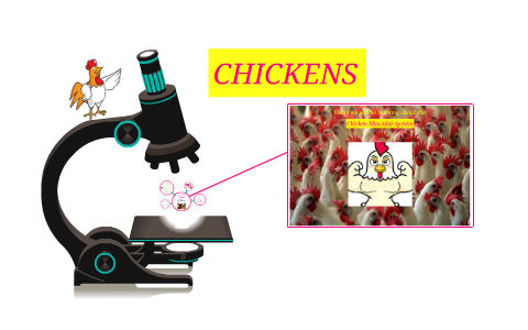 Chicken Muscular System by Josh Bothe on Prezi