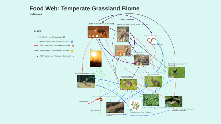 Food Web: Temperate Grassland Biome by Batool Hussaini