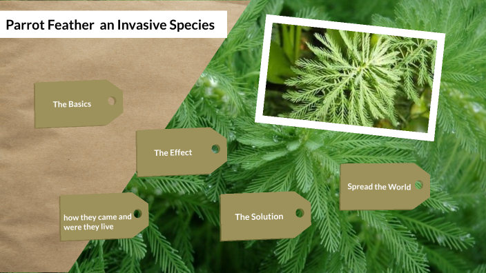 Parrot Feather presention by MK - 06DG 829669 Cheyne MS on Prezi