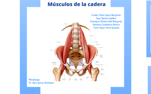 Músculos de la Cadera by Cindy Lugo on Prezi