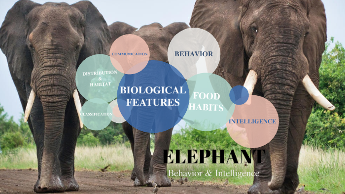 Elephant Behavior & Intelligence by Jade Greco on Prezi