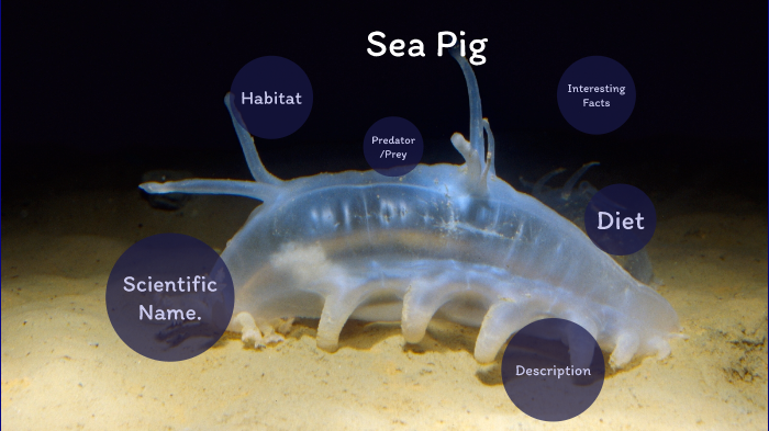 sea pig by kayla samples on Prezi