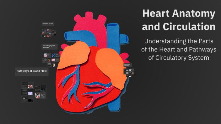 Heart Anatomy and Circulation by Amanda Perry on Prezi