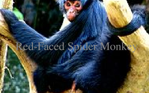 Red-Faced Spider Monkey by liam wiens on Prezi