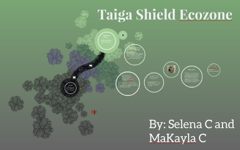 Taiga Shield Ecozone by Alex Hogan on Prezi