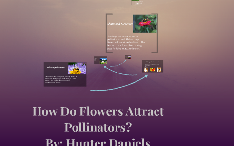 How Do Flowers Attract Pollinators? by Hunter Daniels on Prezi
