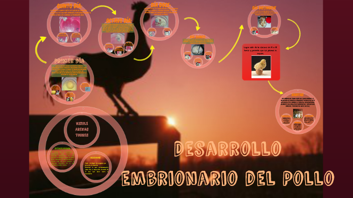 Desarrollo embrionario del pollo by Nikol Torres on Prezi