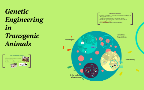 Genetic Engineering in Transgenic Animals by Maya Lewis-Santiago on Prezi