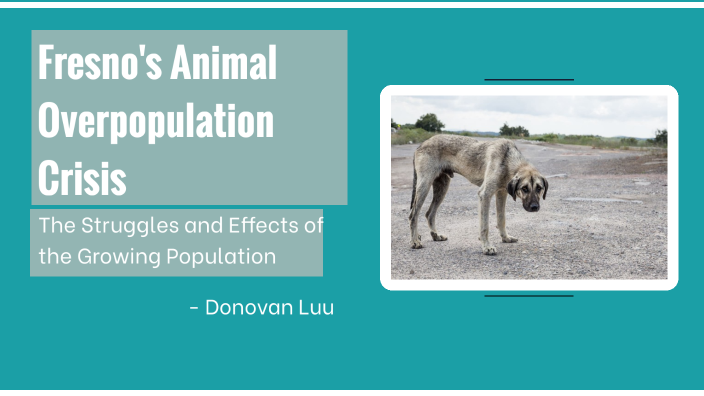 Fresno's Animal Overpopulation by Donovan Luu on Prezi