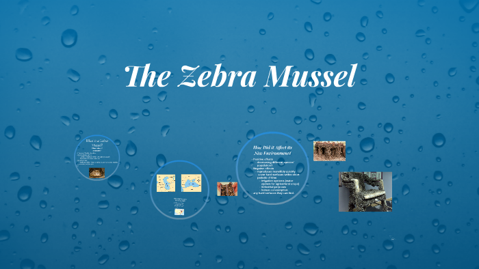 The Zebra Mussel by mariaasecondary school