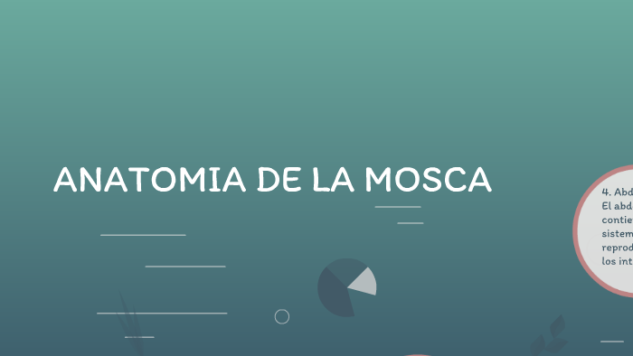 ANATOMIA DE LA MOSCA by sara juliana holguin villamil on Prezi