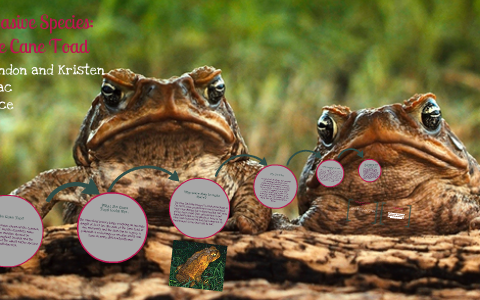 Invasive Species: The Cane Toad by London Brownlee on Prezi