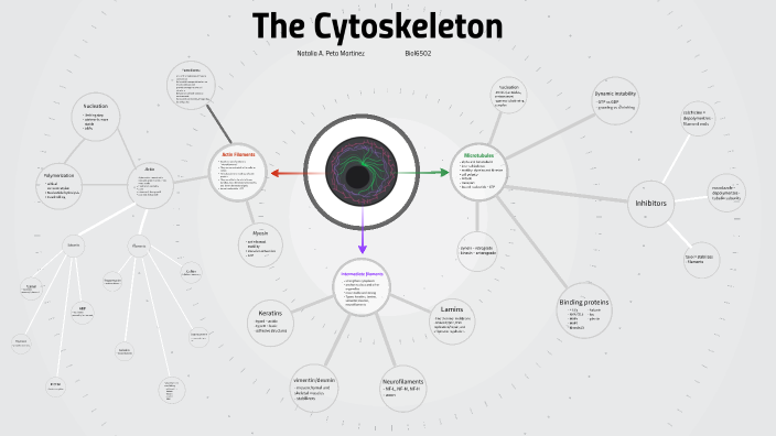Cytoskeleton Concept Map by Natalia amoachonchi on Prezi