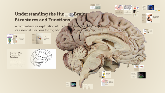 Understanding the Human Brain: Structures and Functions by Lydia ...