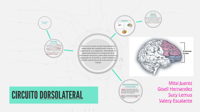 CIRCUITO DORSOLATERAL by Valerie Escalante on Prezi