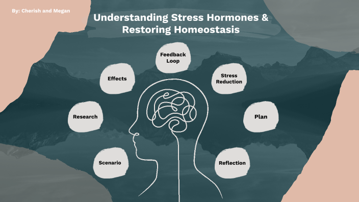 Understanding Stress Hormones & Restoring Homeostasis by Cherish Wai on ...
