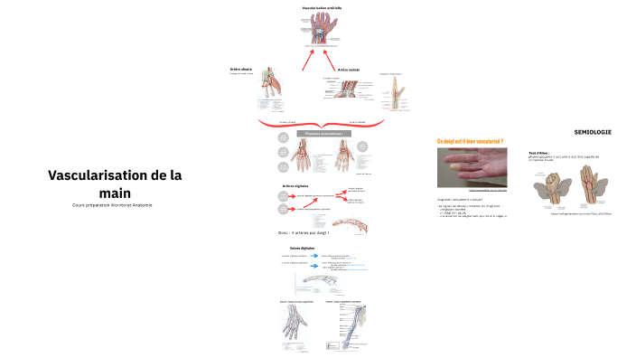 Vascularisation de la main by Amélie Landre on Prezi