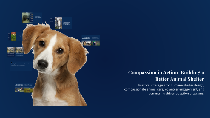 Compassion in Action: Building a Better Animal Shelter by Maliyah ...