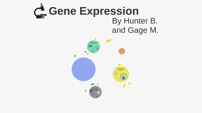Gene Expression by Hunter Barnard on Prezi