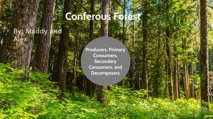 Ecology Project: Coniferous Forest by MADILYNN STRATTON on Prezi
