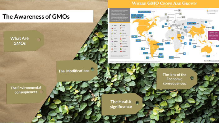 GMO by The pixel gamer on Prezi
