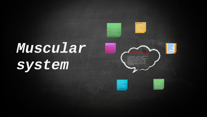 Muscle fibres by Warren Pryer on Prezi