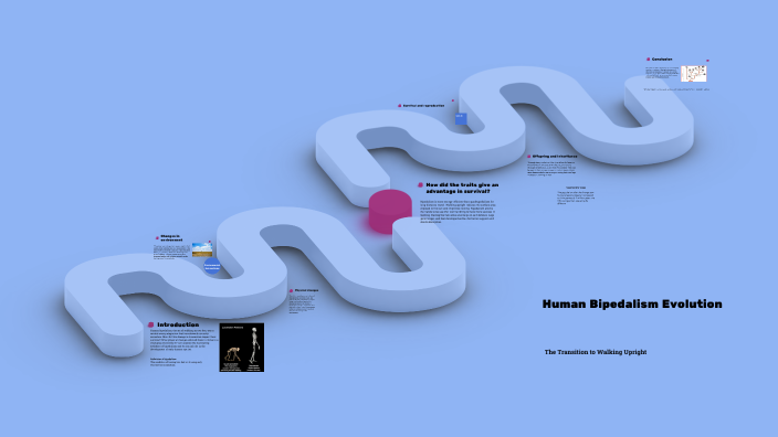 Human Bipedalism Evolution by Alex VIRTAPOHJA on Prezi