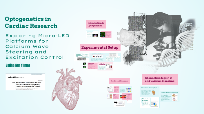 Optogenetics in Cardiac Research by Saliha Nur Yılmaz on Prezi
