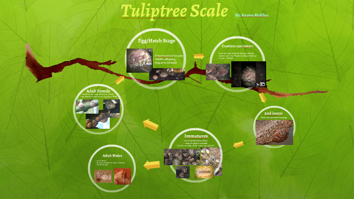 Tuliptree Scale - By Keawe Molifua by K Molifua on Prezi