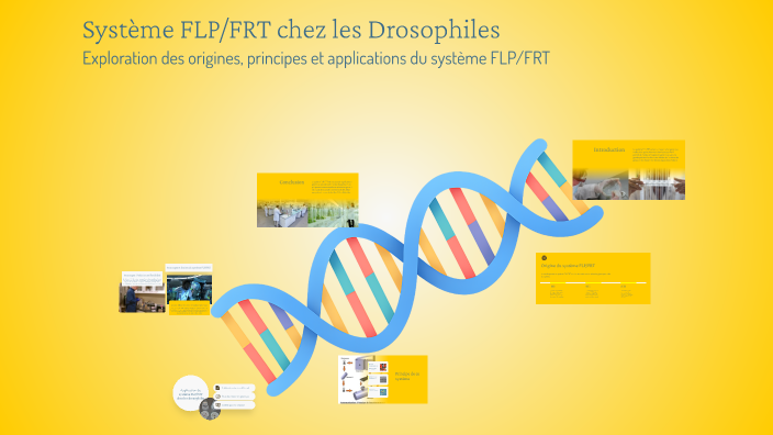 Système FLP/FRT chez les Drosophiles by moulai nada on Prezi