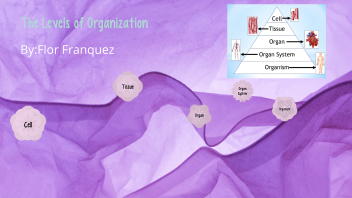 Levels of Organization Project by Flor Franquez-Aguirre on Prezi