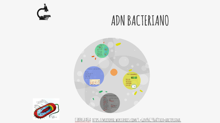 ADN BACTERIANA by Maria Antonia Restrepo on Prezi