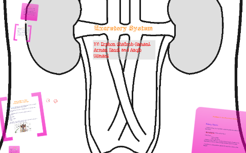 Excretory System by Erphon AND squad by Drew Peacock on Prezi