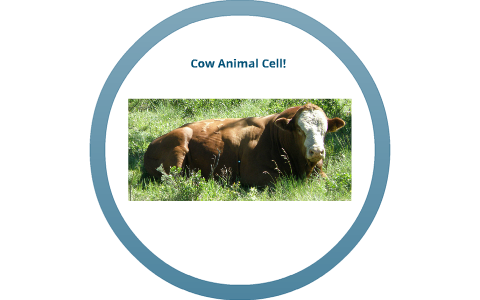 The Cow Animal Cell by Veronica Mendoza on Prezi