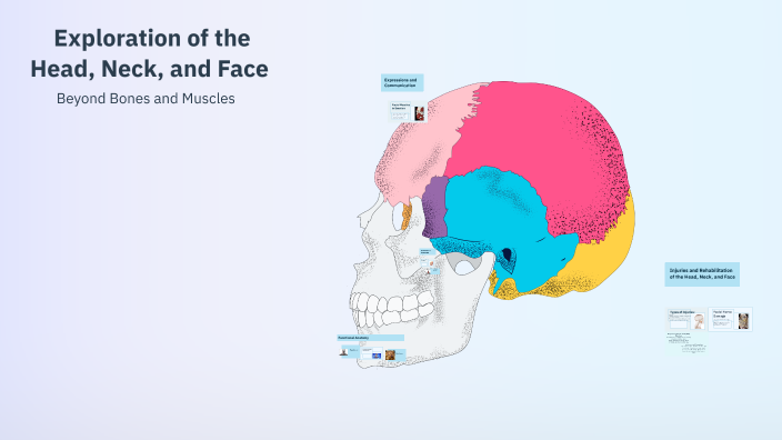 Exploration of the Head, Neck, and Face by Ryan Nunn on Prezi