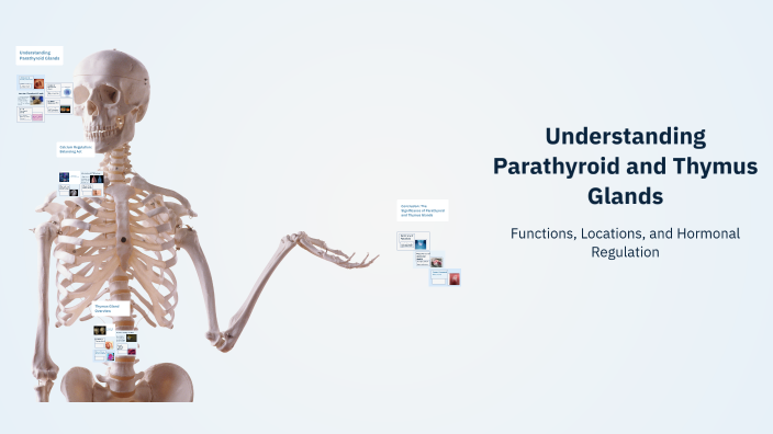 Understanding Parathyroid and Thymus Glands by Keana Carupo on Prezi