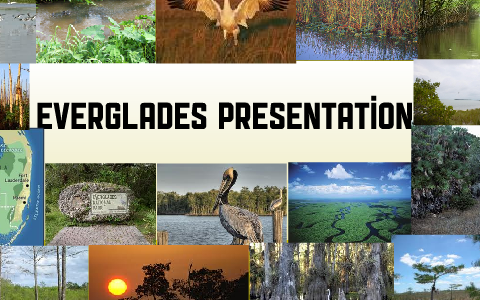 Everglades Presentation by Adam Cohen on Prezi