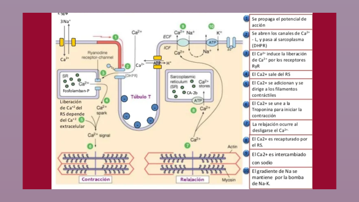 EL CORAZÓN COMO BOMBA by Mell Lopez on Prezi
